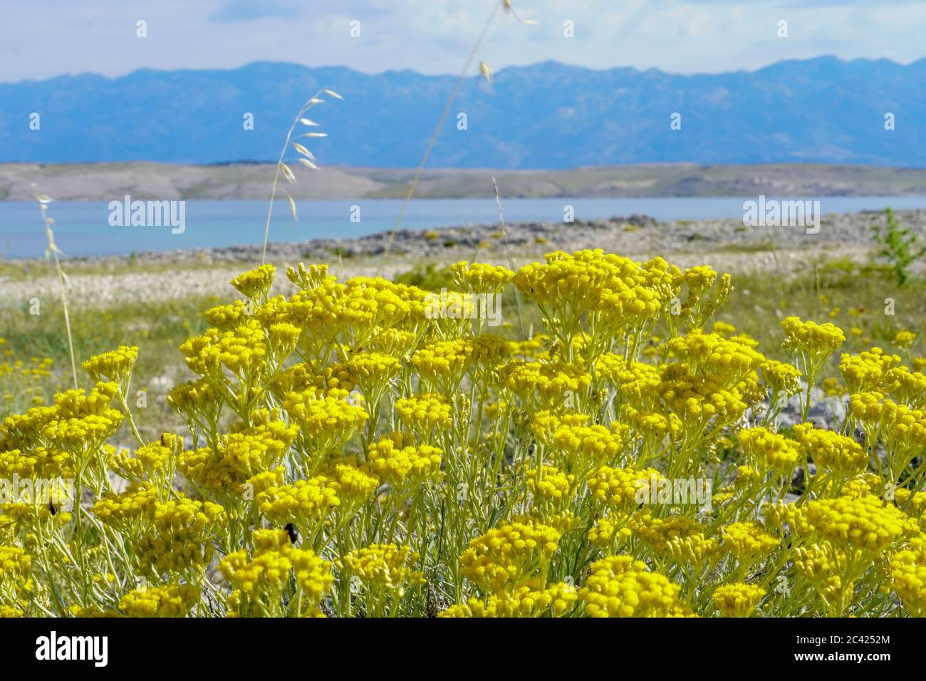 Spring yellow blossom flower fields with mountain Stock Photo - Alamy