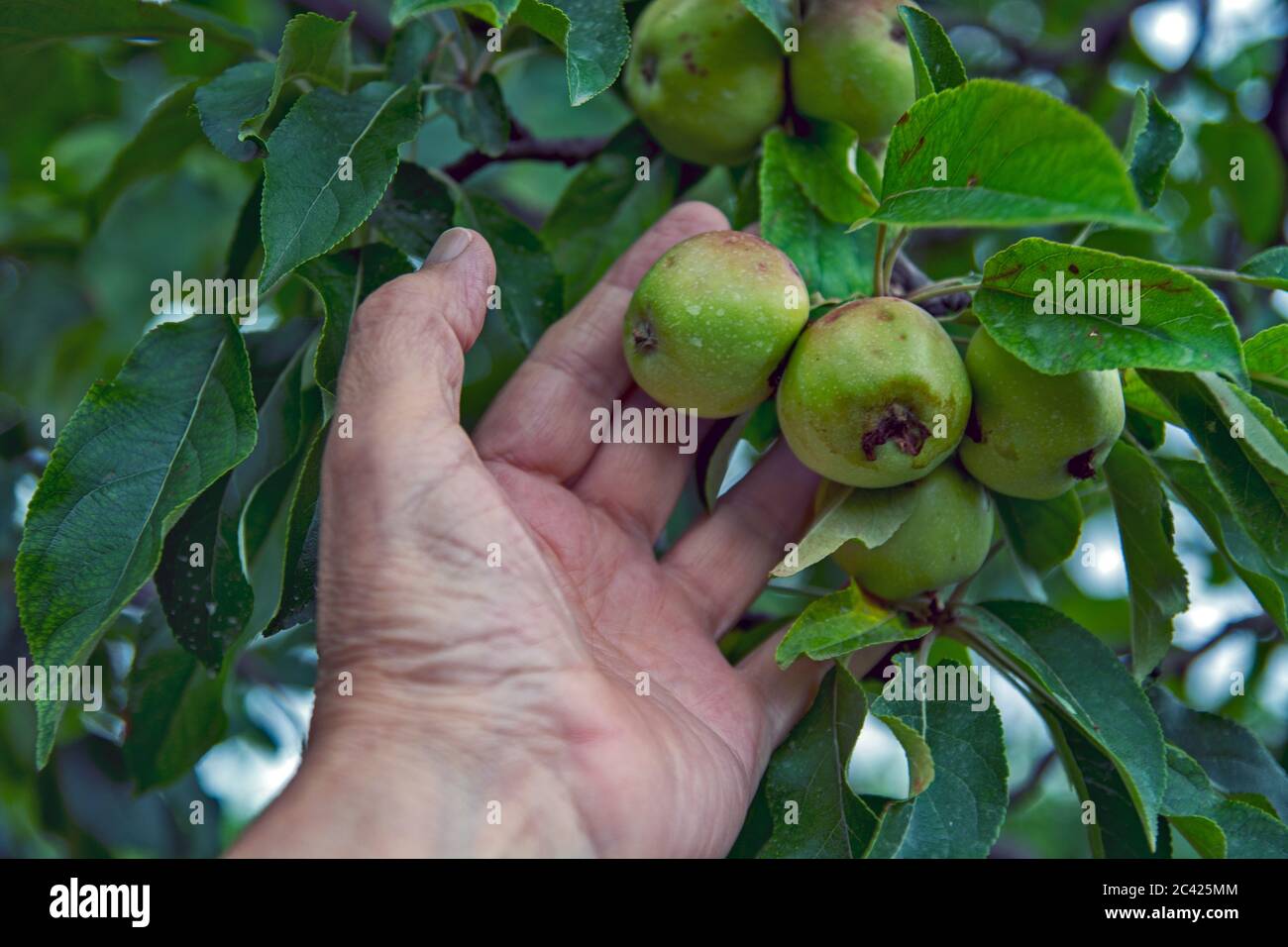 Young farmer checks orchard hi-res stock photography and images - Alamy