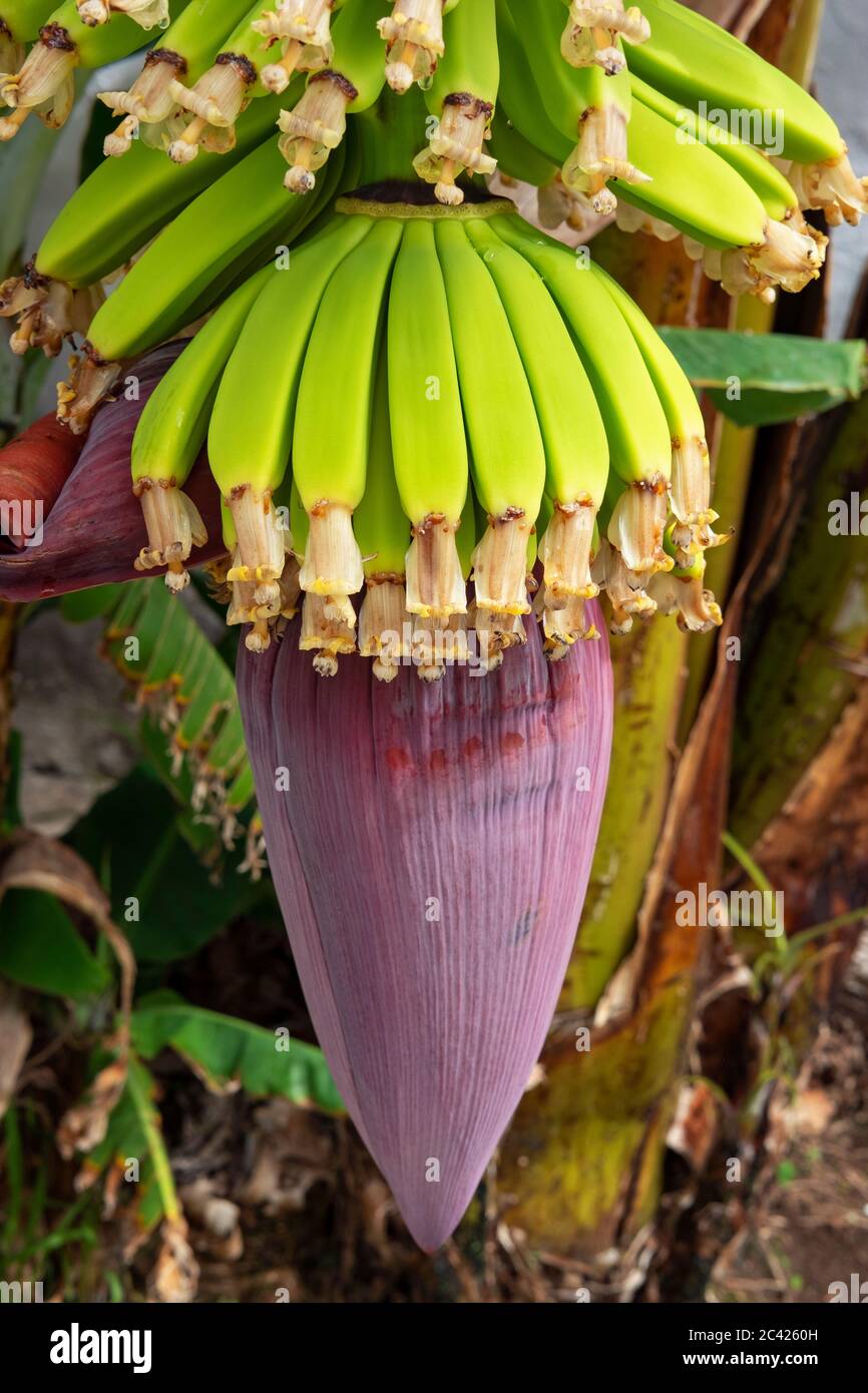 Banana shaped leaf hi-res stock photography and images - Alamy