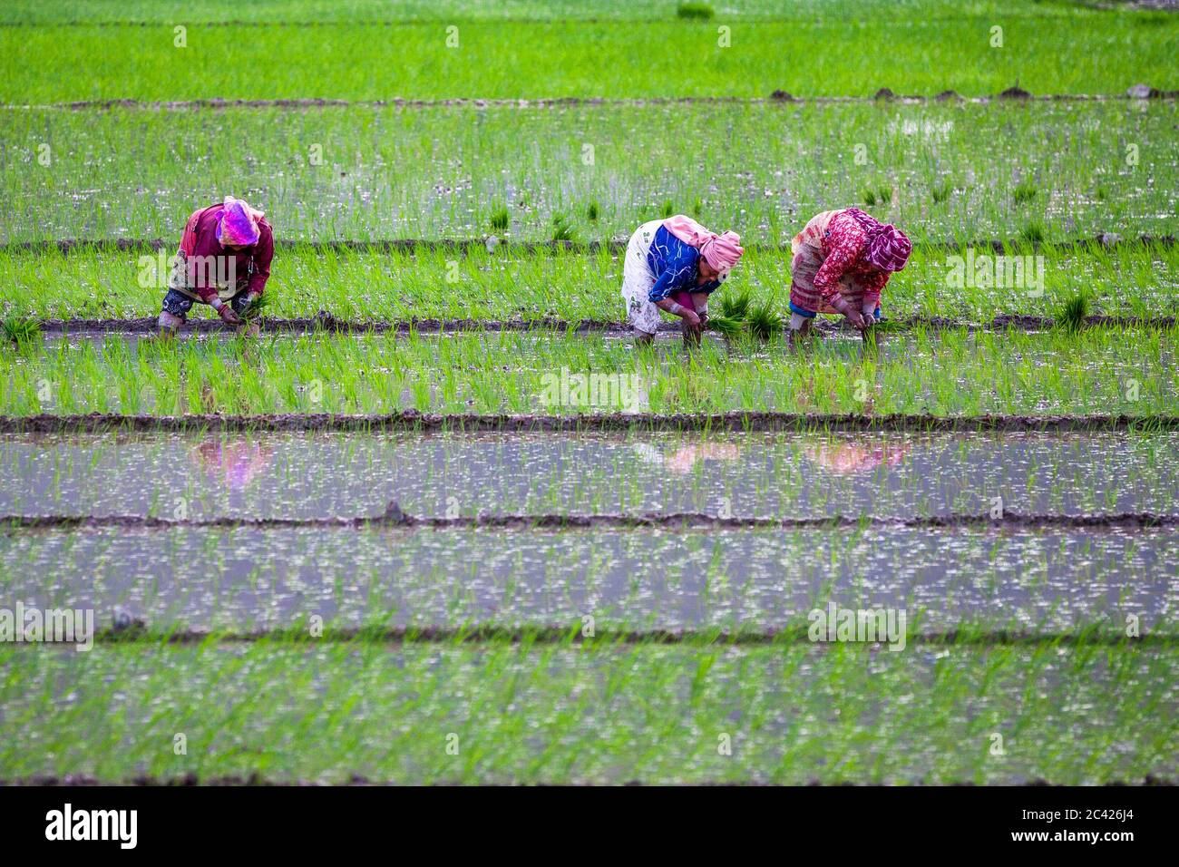 Lalitpur, Nepal. 23rd June, 2020. Farmers working at a paddy field ...