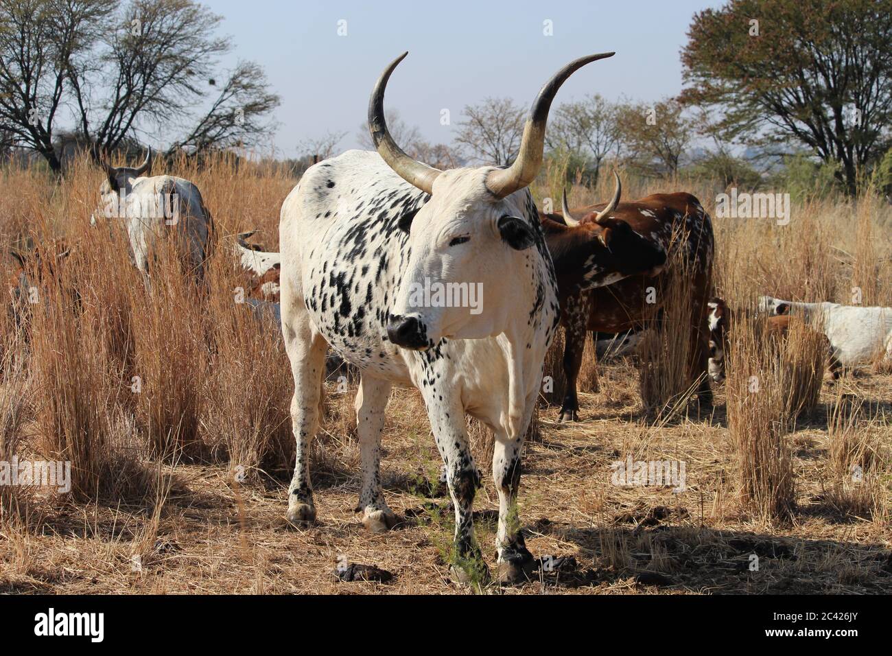 Nguni cows on a dry meadow in South Africa Stock Photo - Alamy