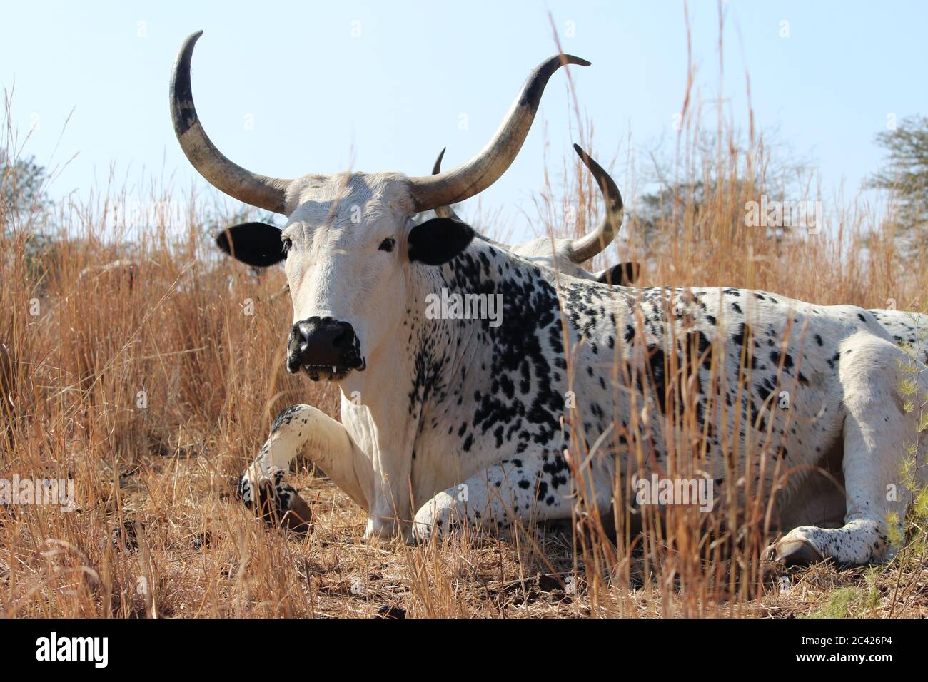 Nguni cows on a dry meadow in South Africa Stock Photo - Alamy