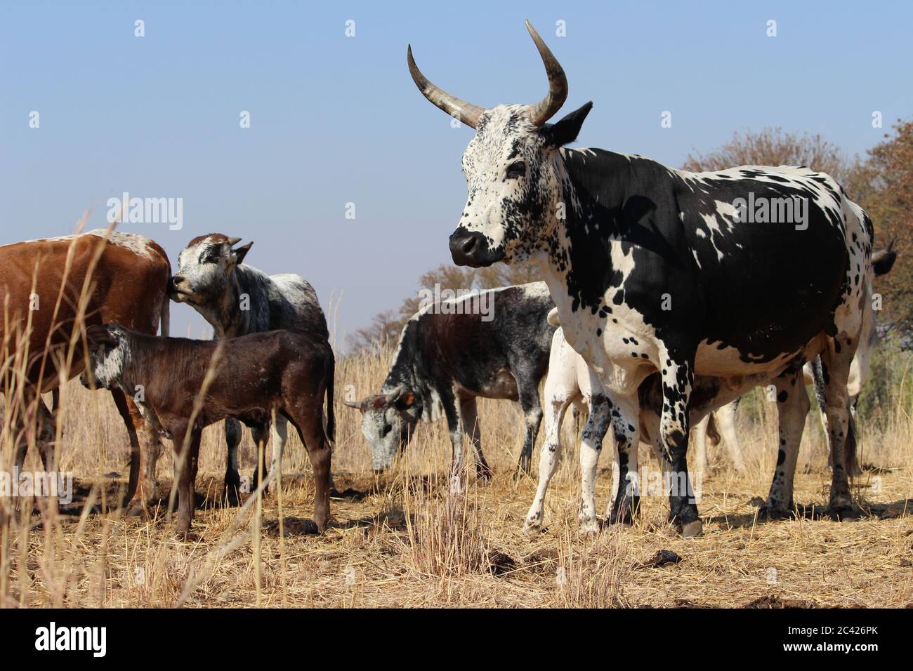 Nguni cows on a dry meadow in South Africa Stock Photo - Alamy