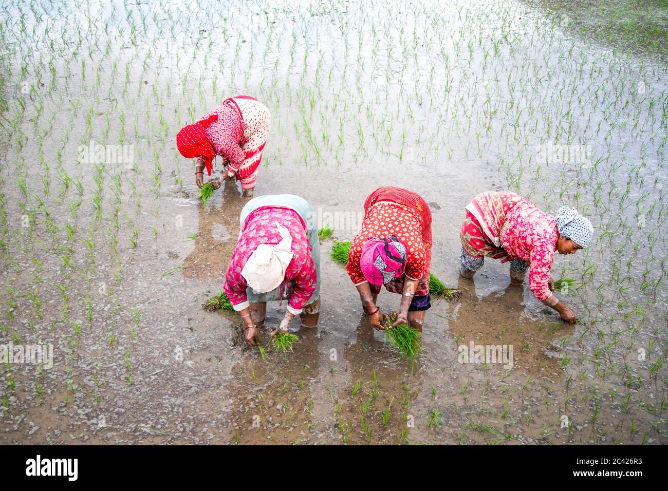 Lalitpur, Nepal. 1st July, 2020. Farmers working at a paddy field ...