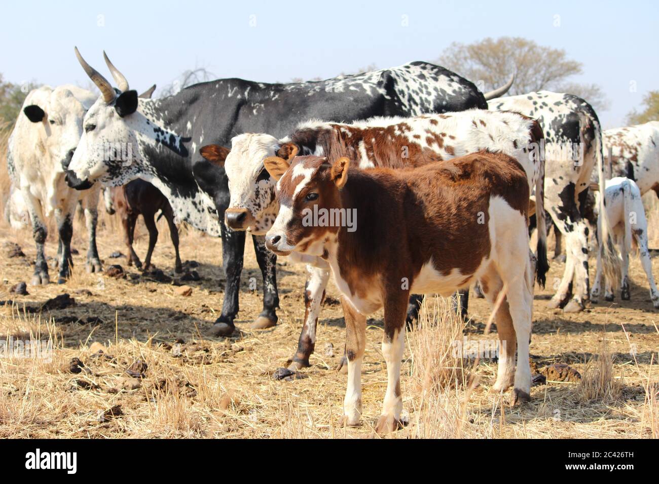 Nguni cows on a dry meadow in South Africa Stock Photo - Alamy