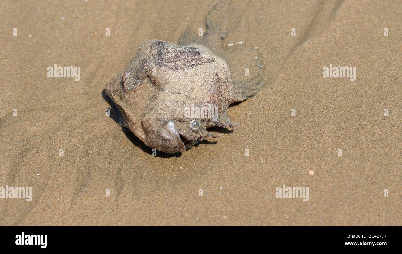 Dead fish covered in sand thrown on the beach Stock Photo - Alamy