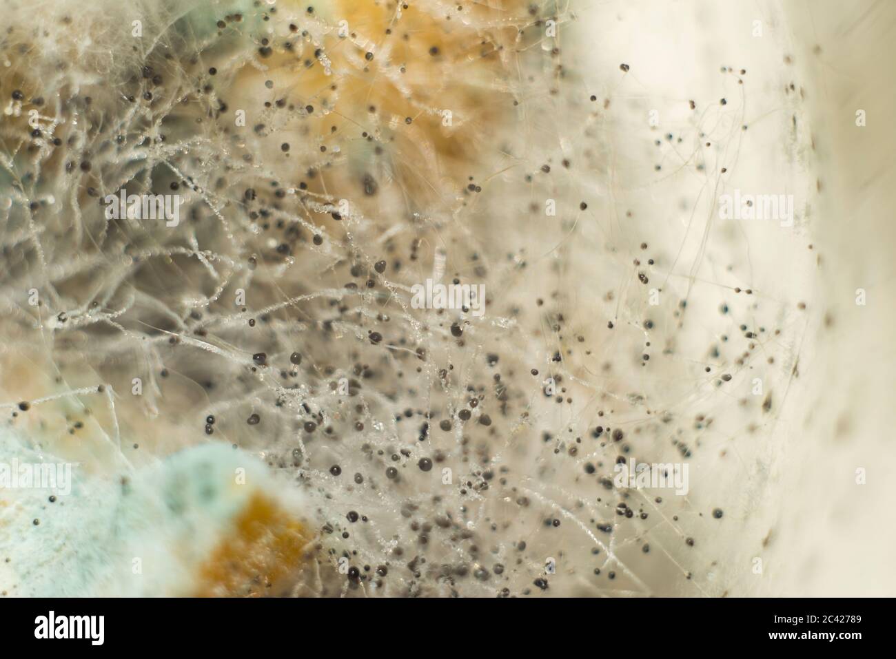 macro photography close-up of penicillin, green mold, white fluff of ...