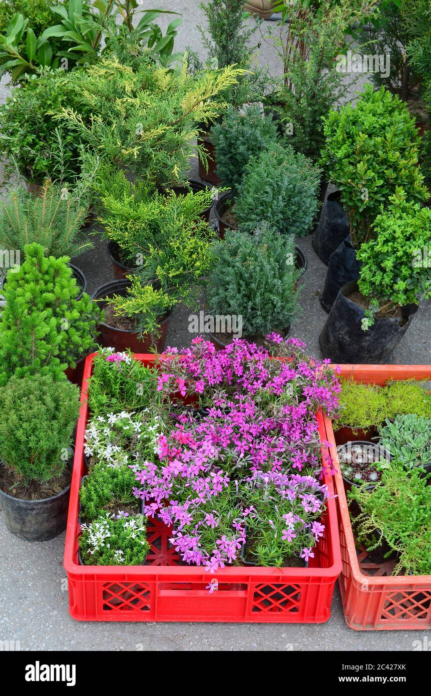 Wholesale plants hi-res stock photography and images - Alamy