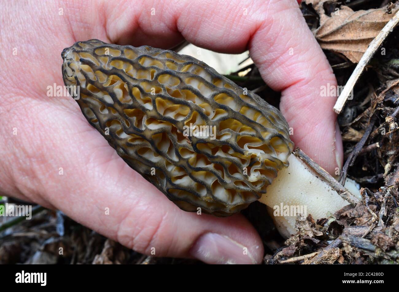 Black cap mushroom hi-res stock photography and images - Alamy