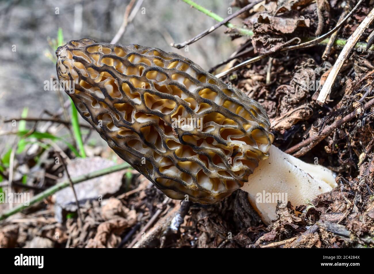 early spring Morel mushroom or Morchella Conica in natural habitat ...