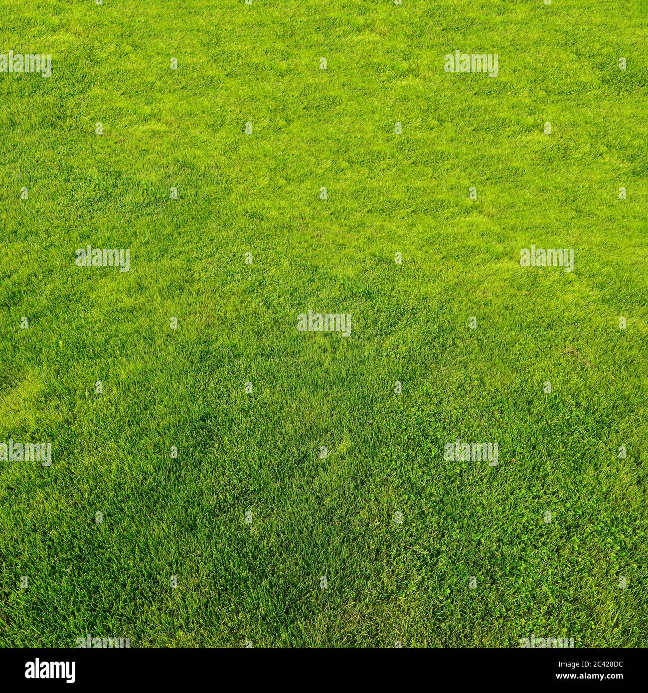 Green grass background, square form Stock Photo - Alamy