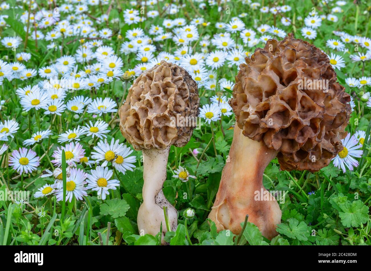 Two spring mushrooms, Common morels or Morchella esculenta in fresh ...