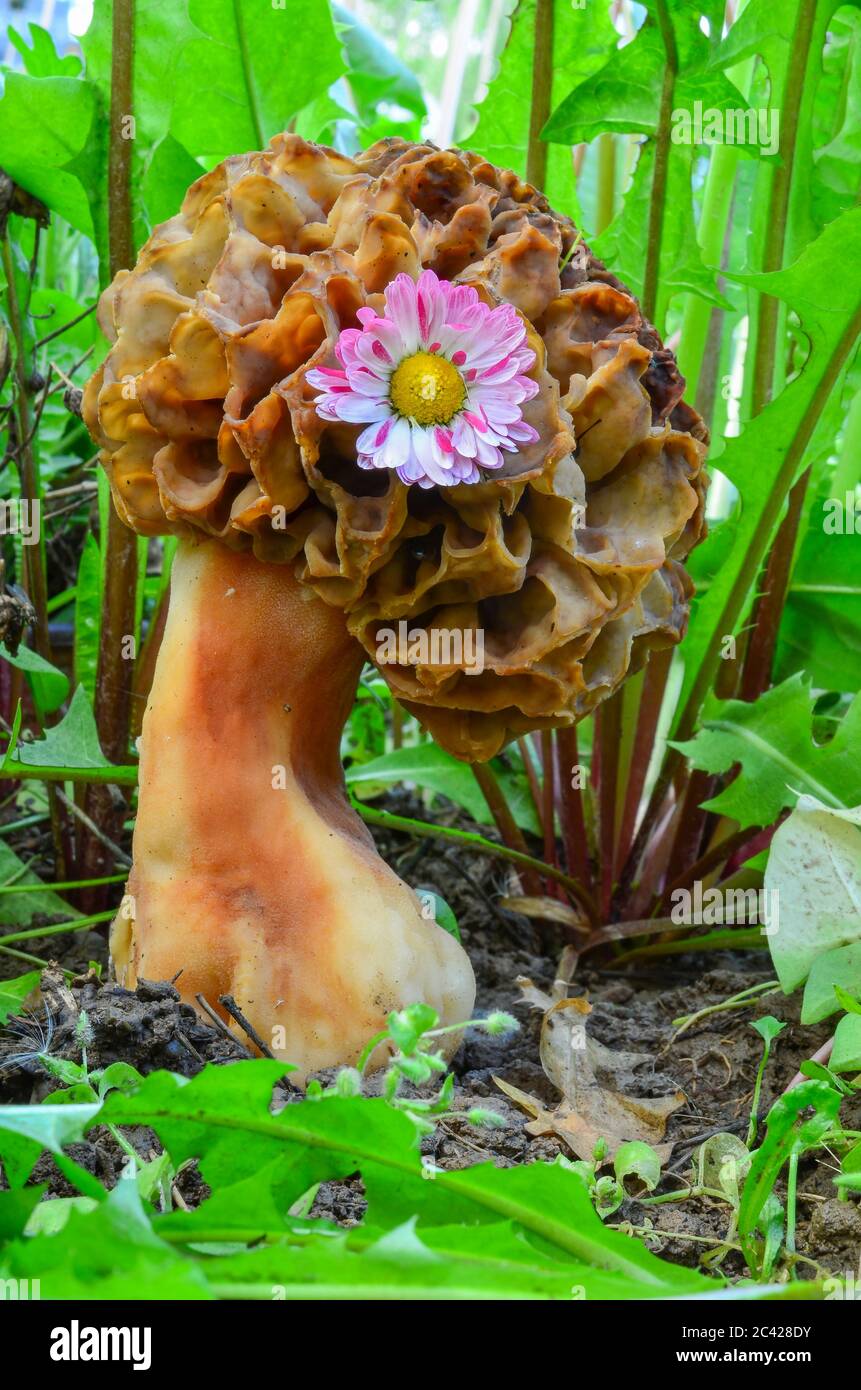 Red and white Daisy flower captured by cap of Common morel or Morchella ...