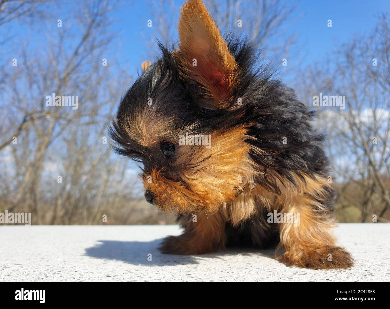 Cute Yorkie Baby