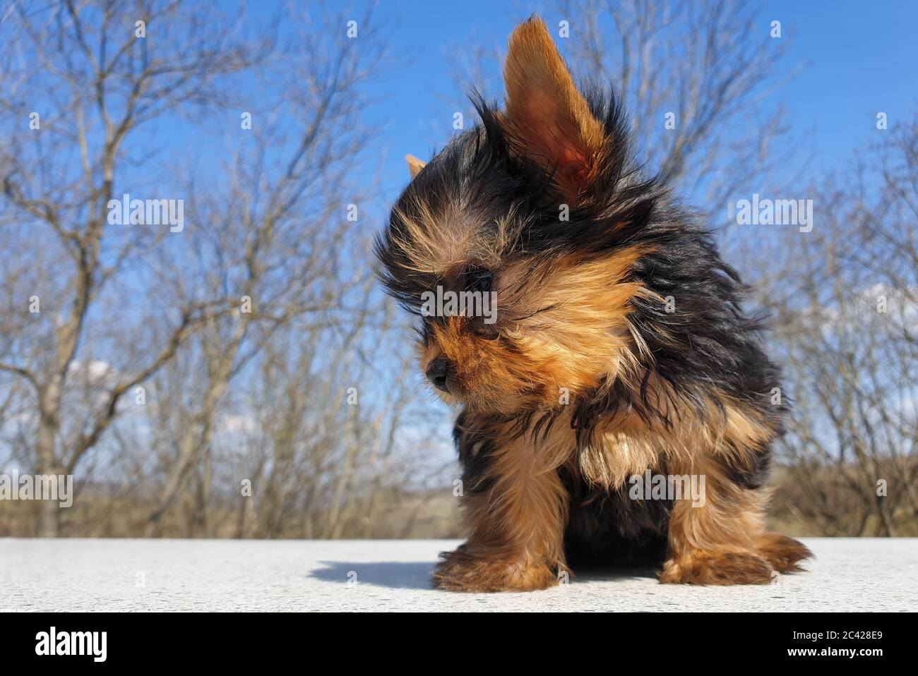 Cute Yorkie Baby
