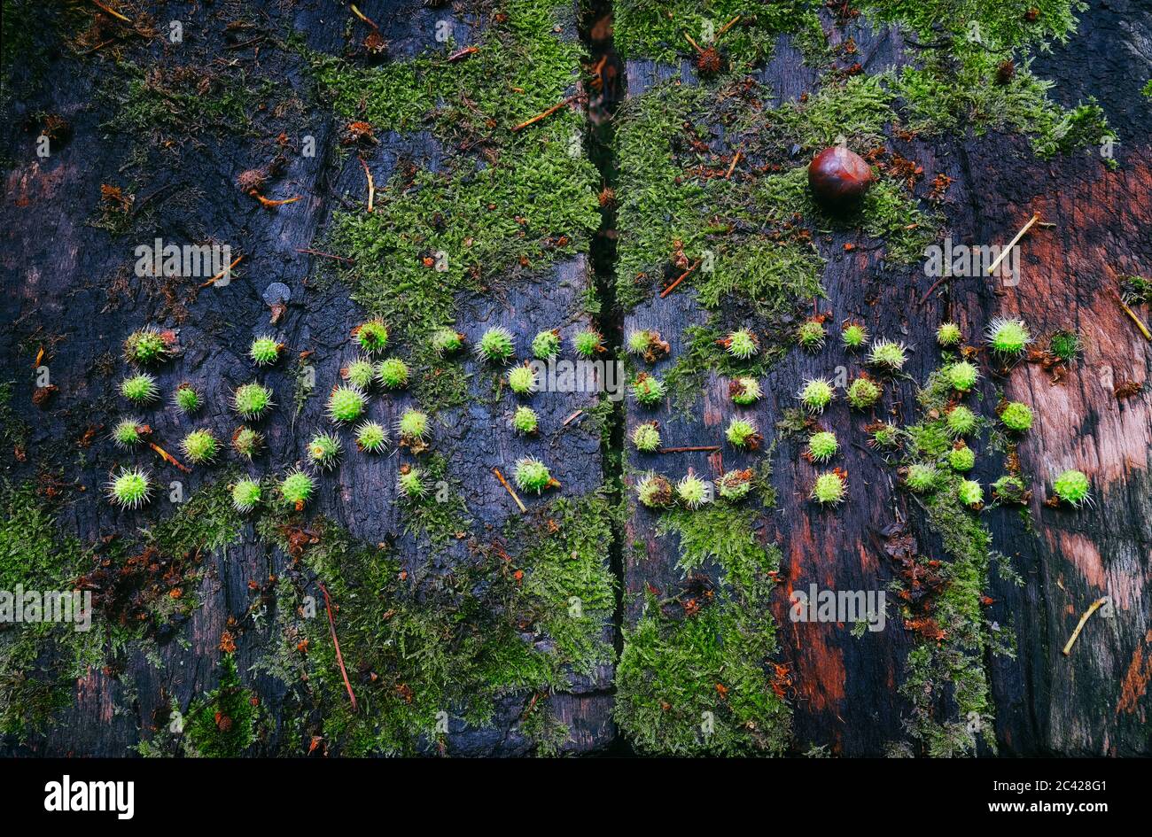 Nature word made from outdoor on a mossy wooden surface Stock Photo - Alamy