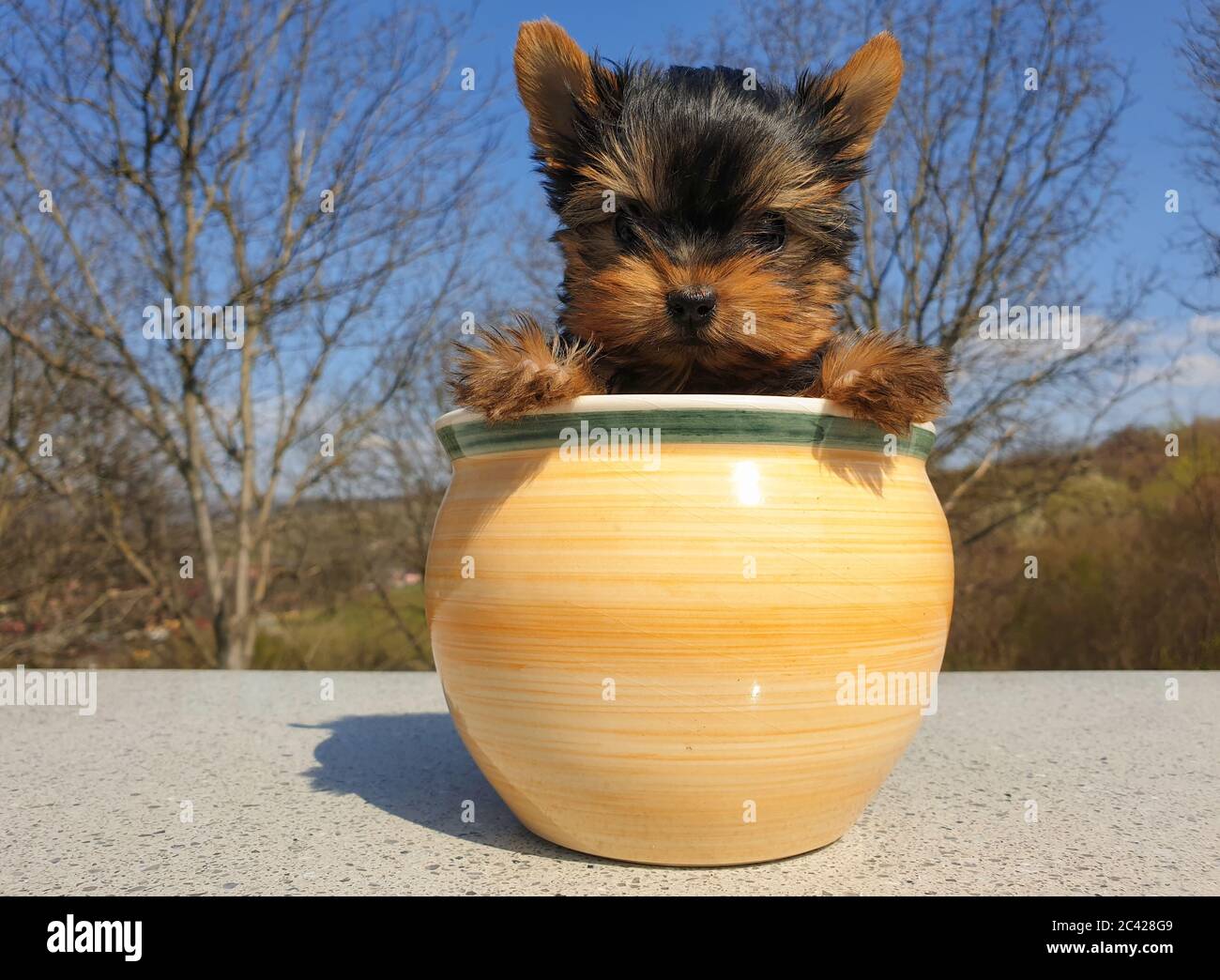 Closeup of playful baby Yorkshire terrier puppy outside sitting in a ...