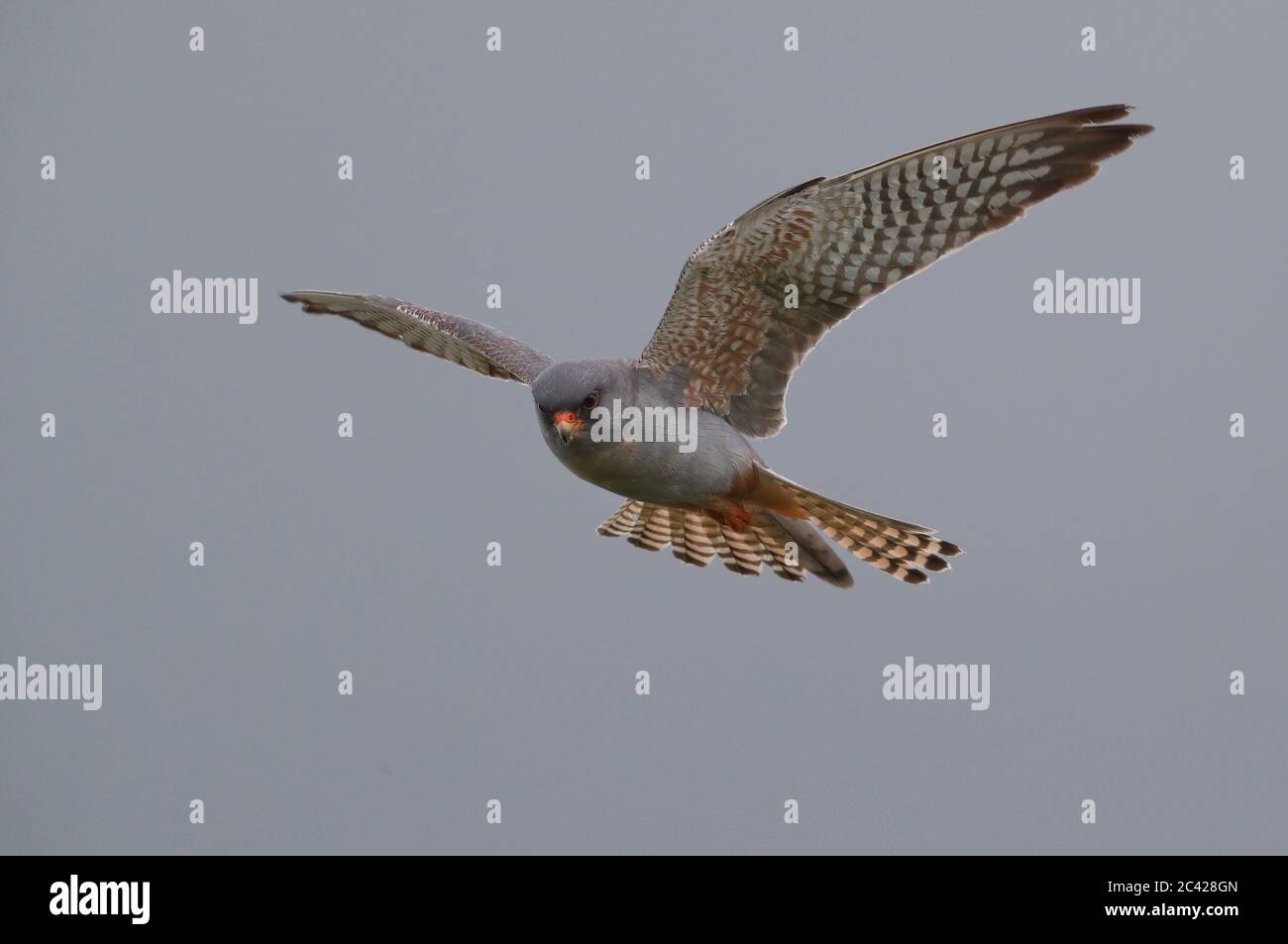 1st Summer Male Red-footed Falcon Stock Photo - Alamy