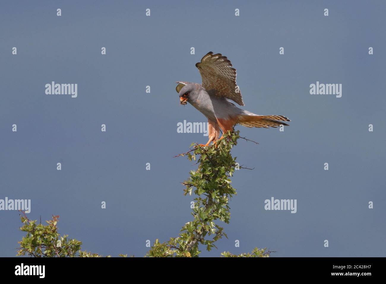 Red Footed Falcon Uk High Resolution Stock Photography and Images - Alamy