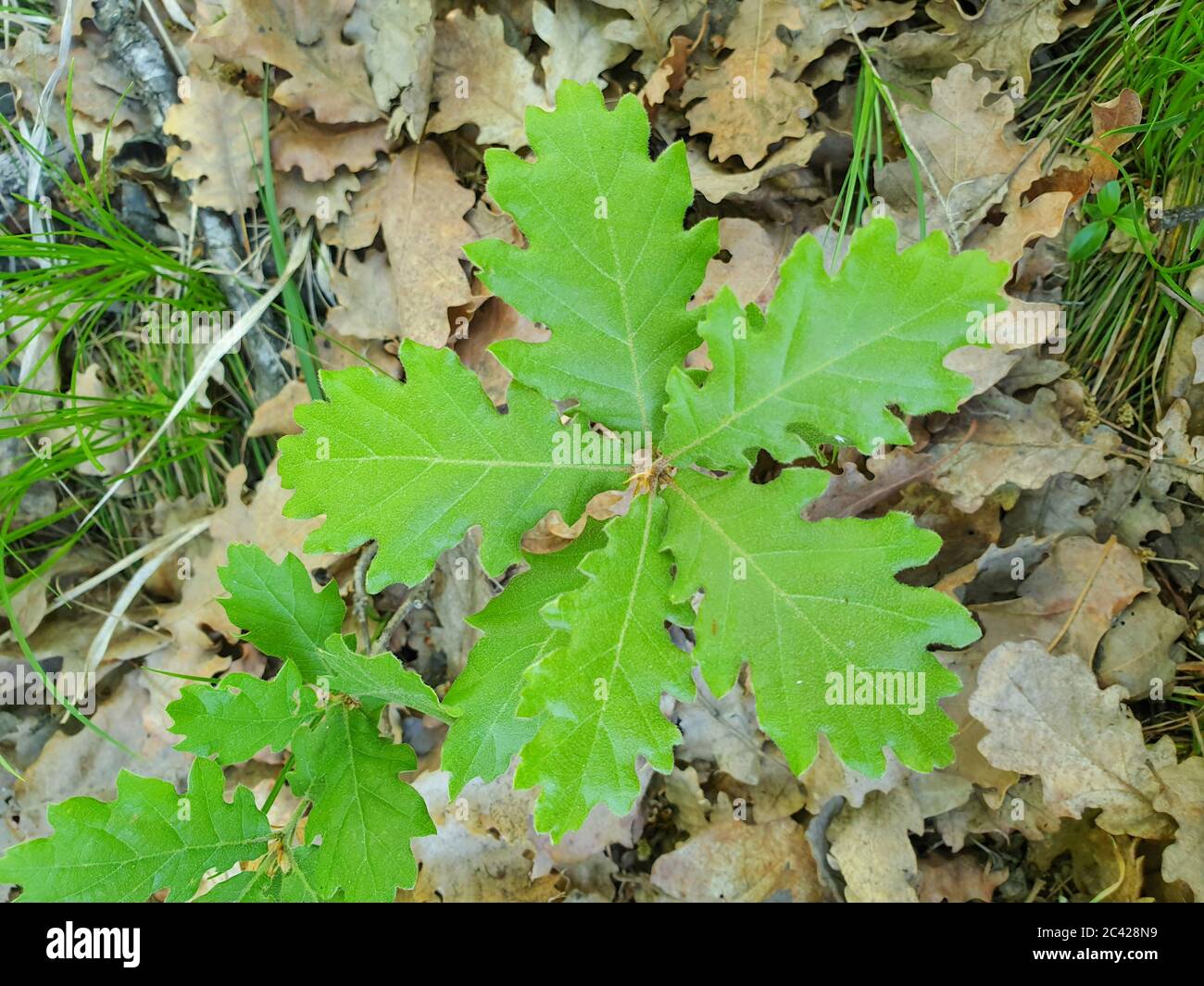 Six Leaves High Resolution Stock Photography and Images - Alamy