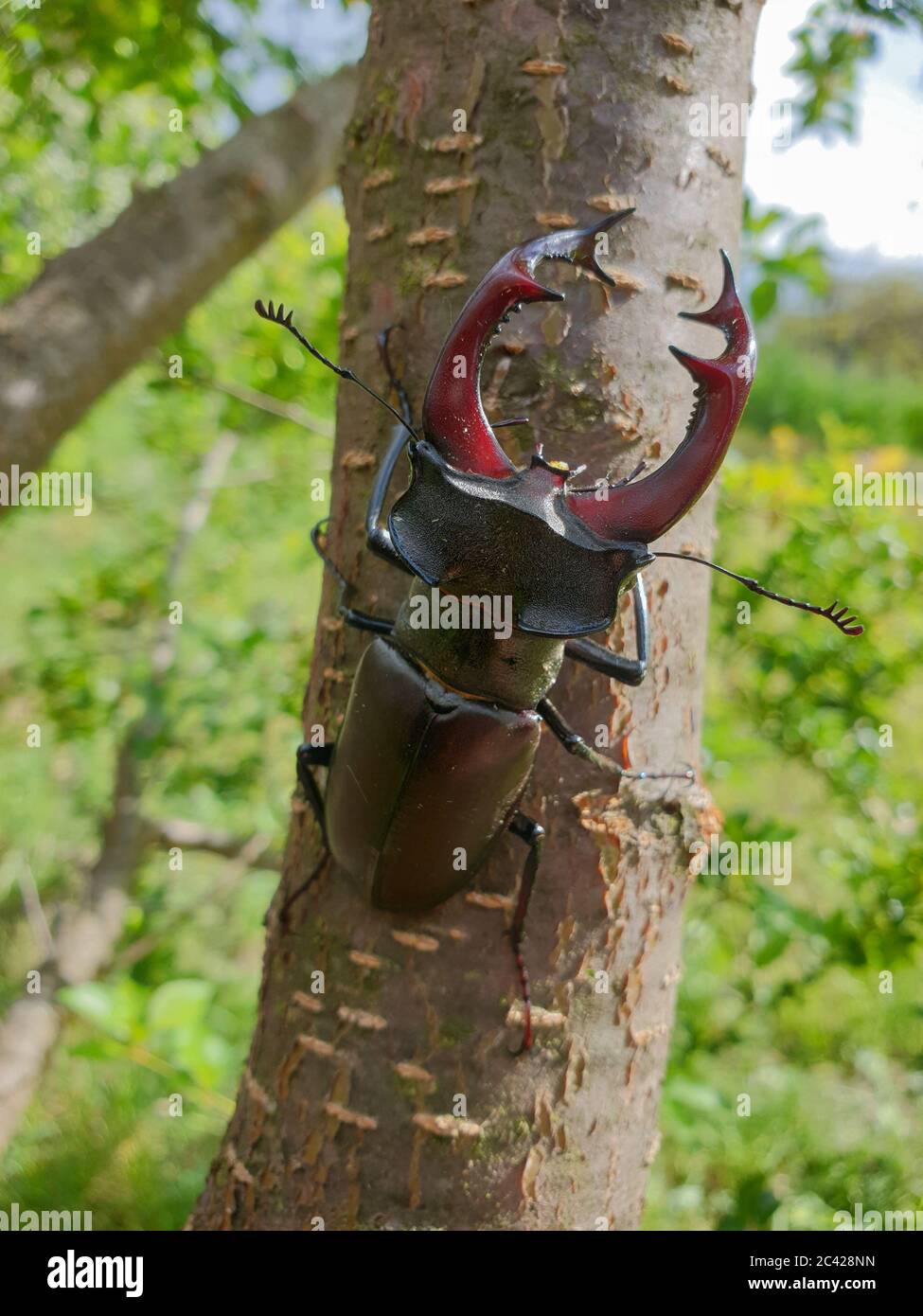Close-up of large male European stag beetle (Lucanus cervus) insect on ...