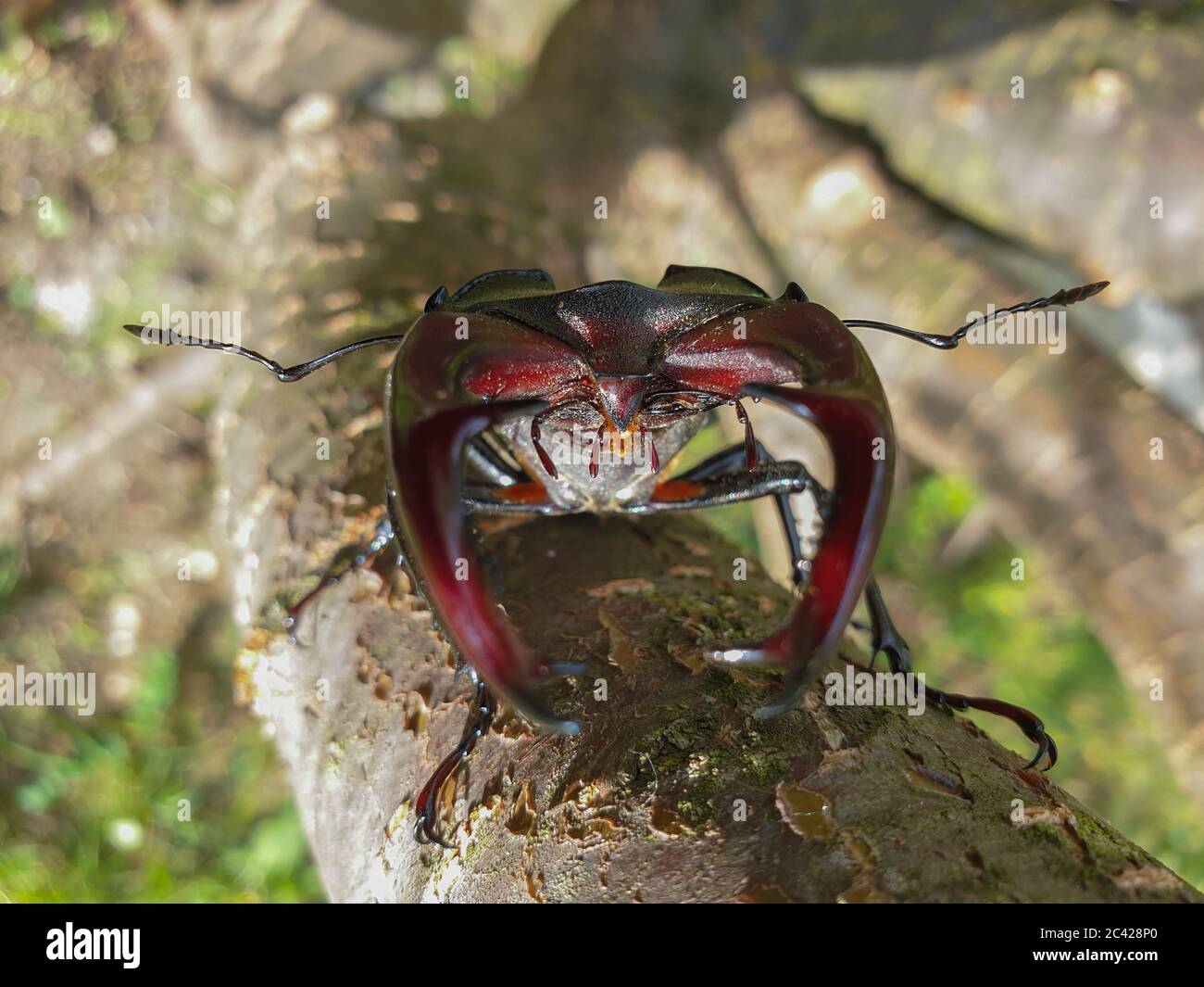 Stag beetles hi-res stock photography and images - Alamy