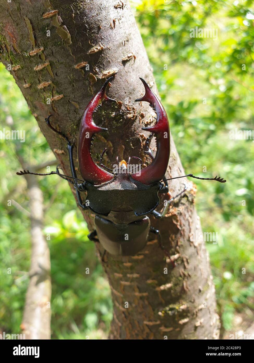 Close-up of large male European stag beetle (Lucanus cervus) insect ...