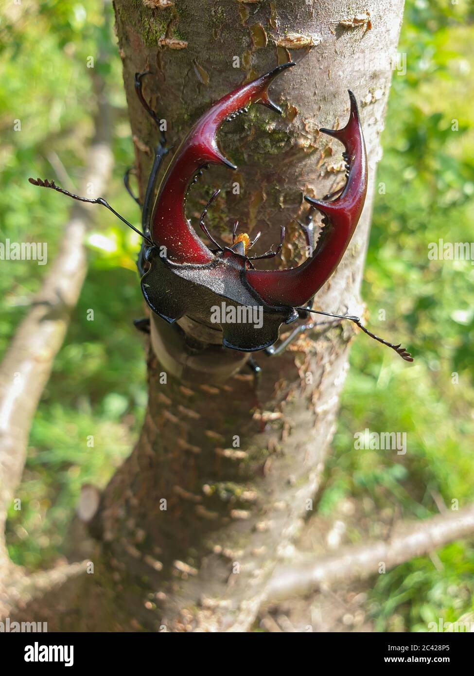 Stinging tree beetle hi-res stock photography and images - Alamy