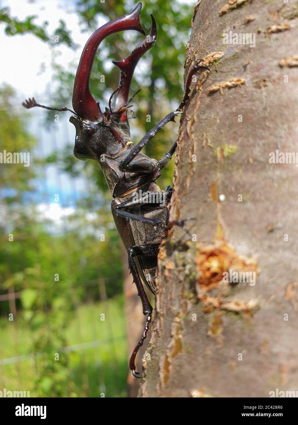 Side view close-up of large male European stag beetle (Lucanus cervus ...