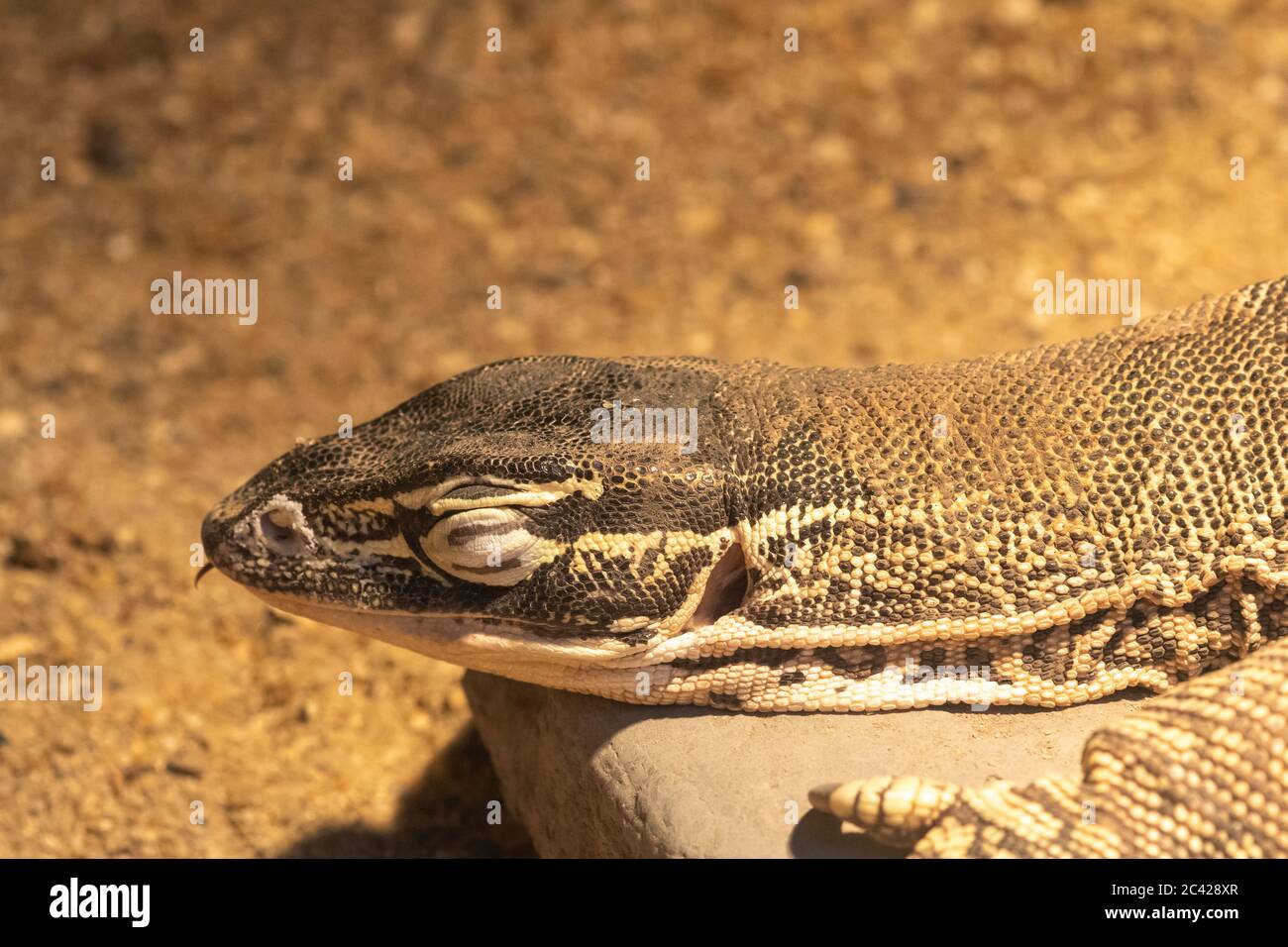 Head shot of a argus monitor (varanus panoptes Stock Photo - Alamy