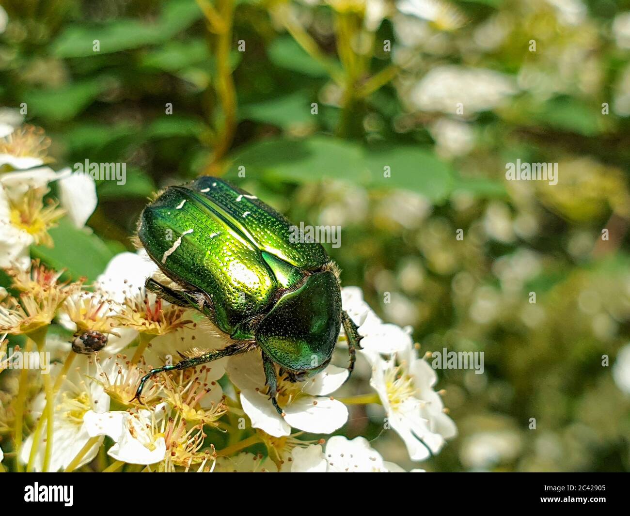 Vegetation i hi-res stock photography and images - Alamy
