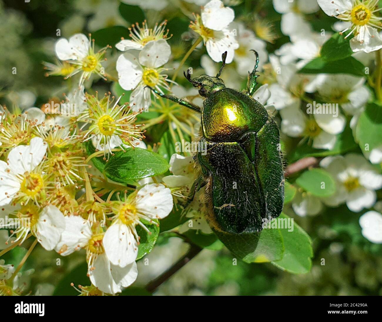 Shining flower beetles hi-res stock photography and images - Alamy