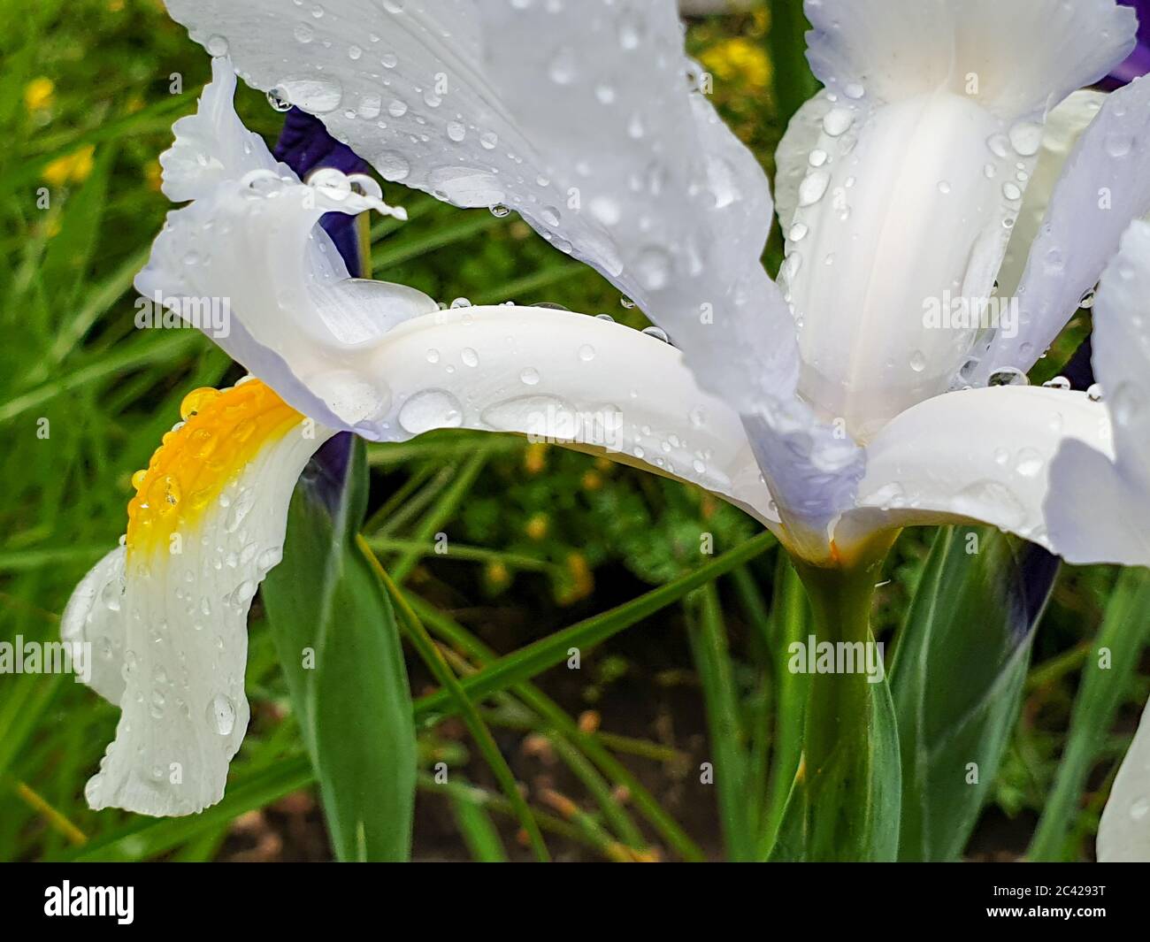 White iris flower with rain drops in garden detail. Iris Hollandica ...