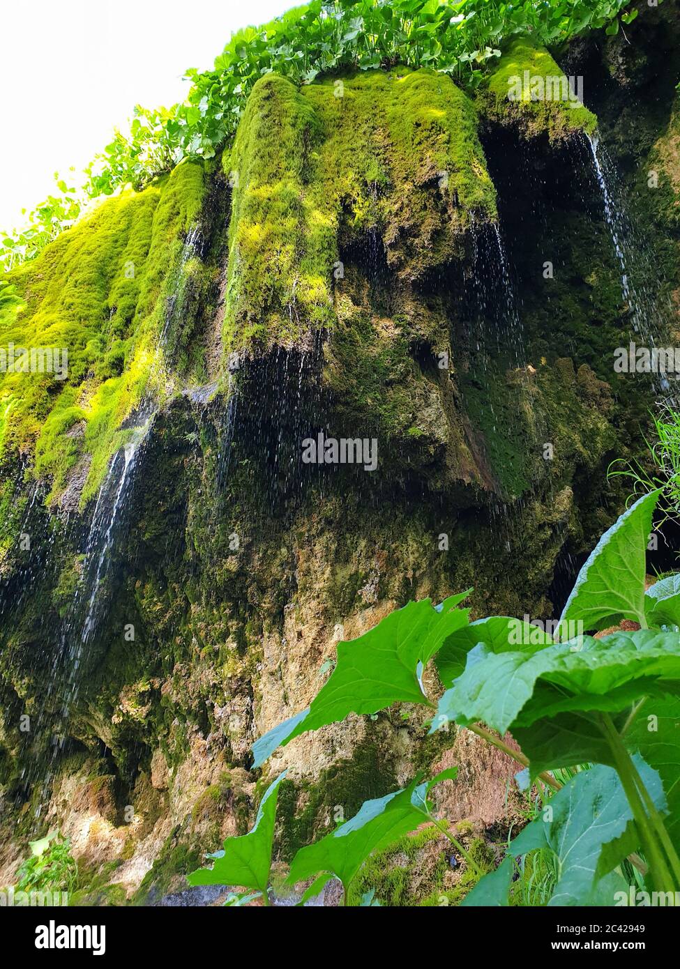 Pietrele Vorbitoare waterfalls, lush green vegetation growing on ...