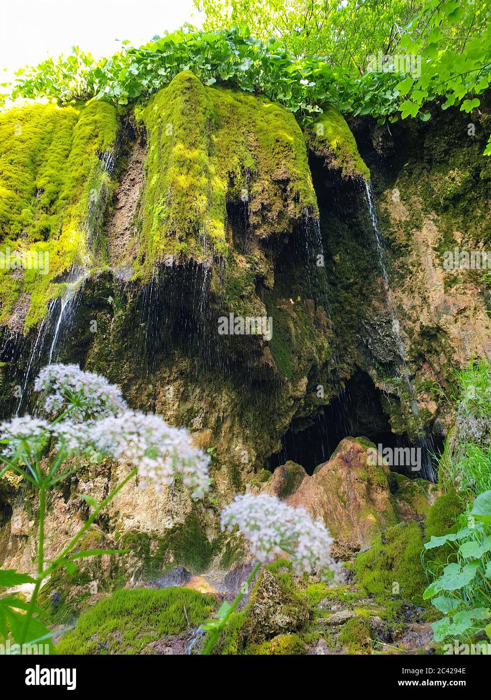 Travertine waterfalls, lush green vegetation growing on limestone wall ...