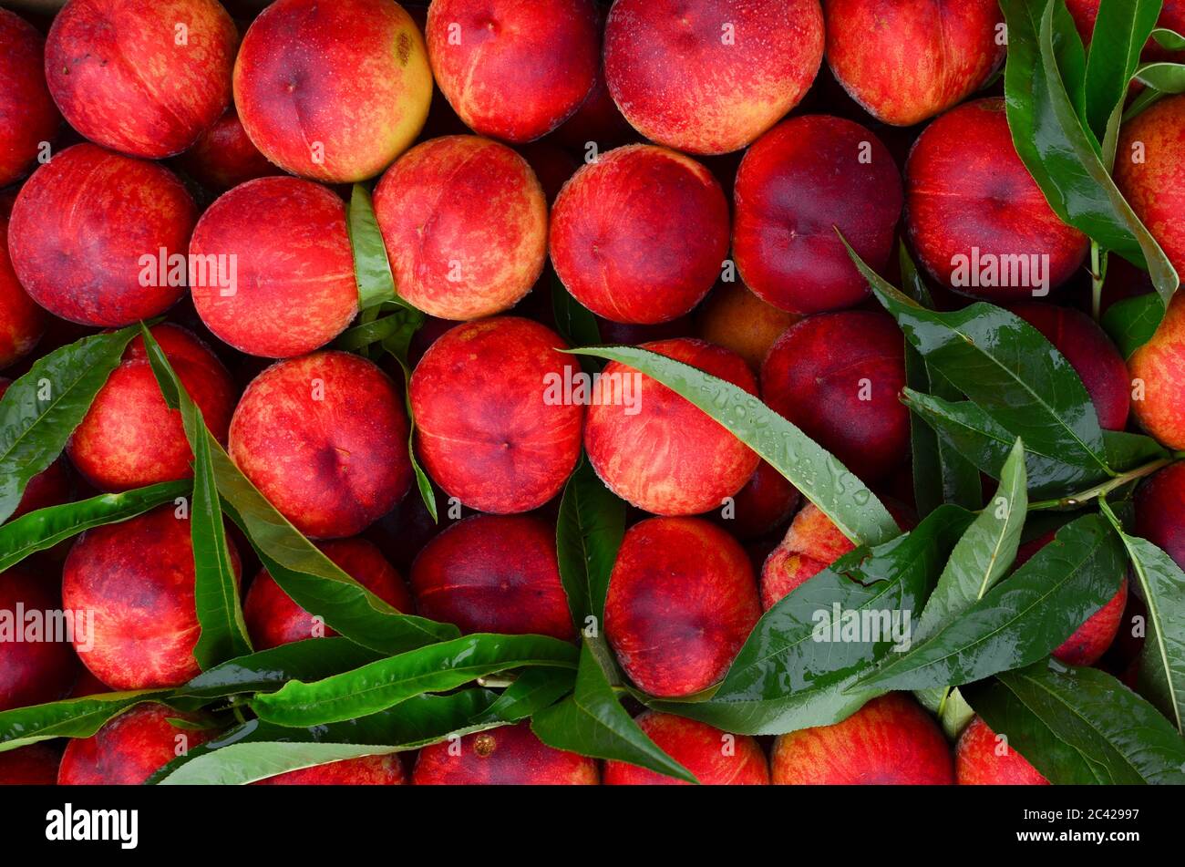 Wet Peaches High Resolution Stock Photography and Images - Alamy