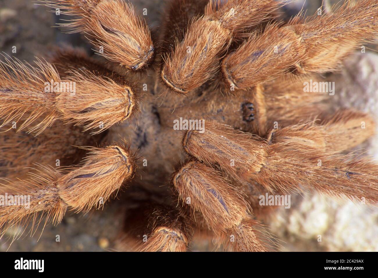 Western desert tarantula hi-res stock photography and images - Alamy