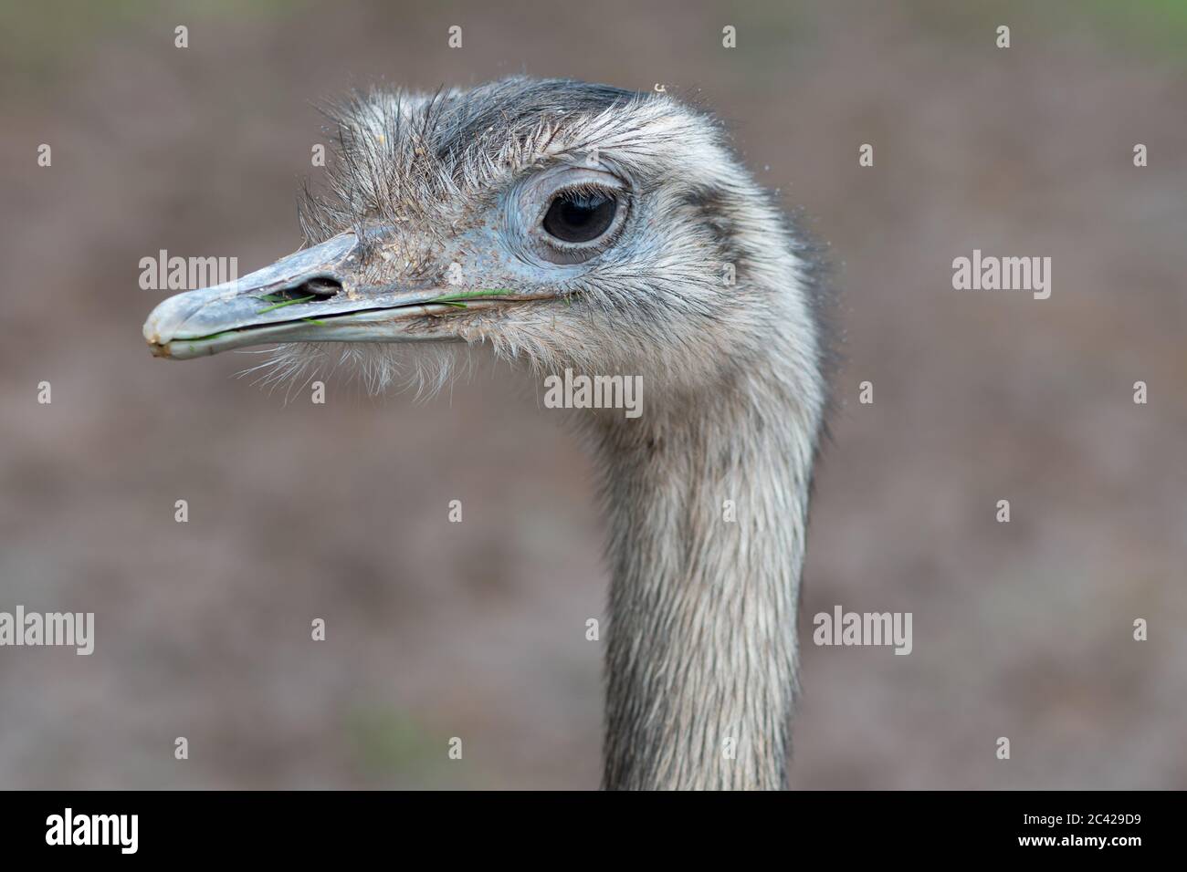 Head shot of a greater rhea (rhea americana Stock Photo - Alamy