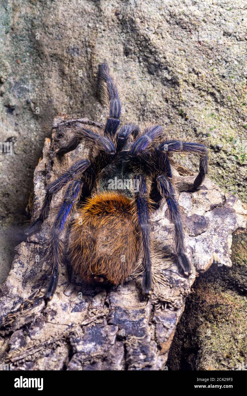 Close up of a greenbottle blue tarantula (chromatopelma cyaneopubescens ...