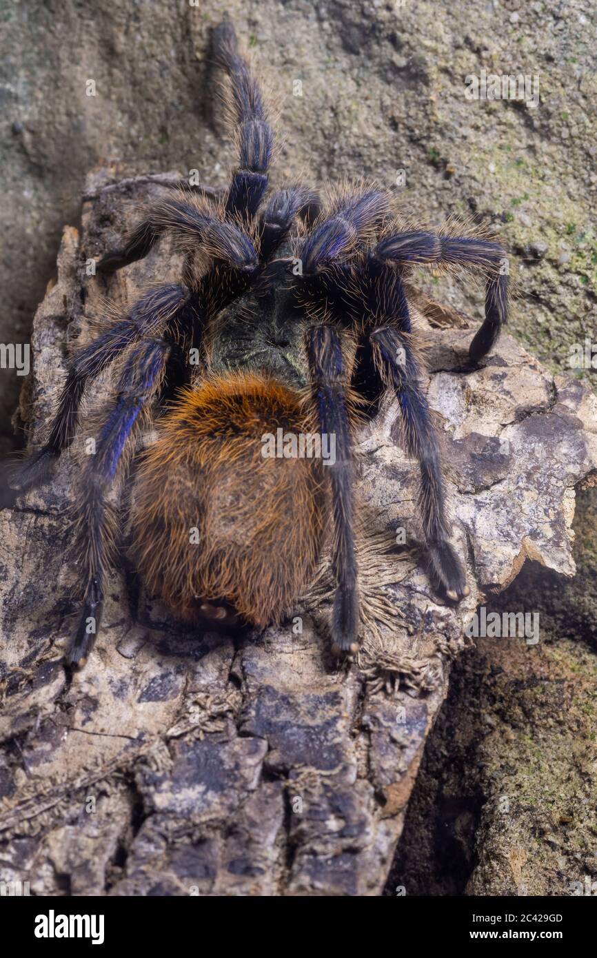 Close up of a greenbottle blue tarantula (chromatopelma cyaneopubescens ...