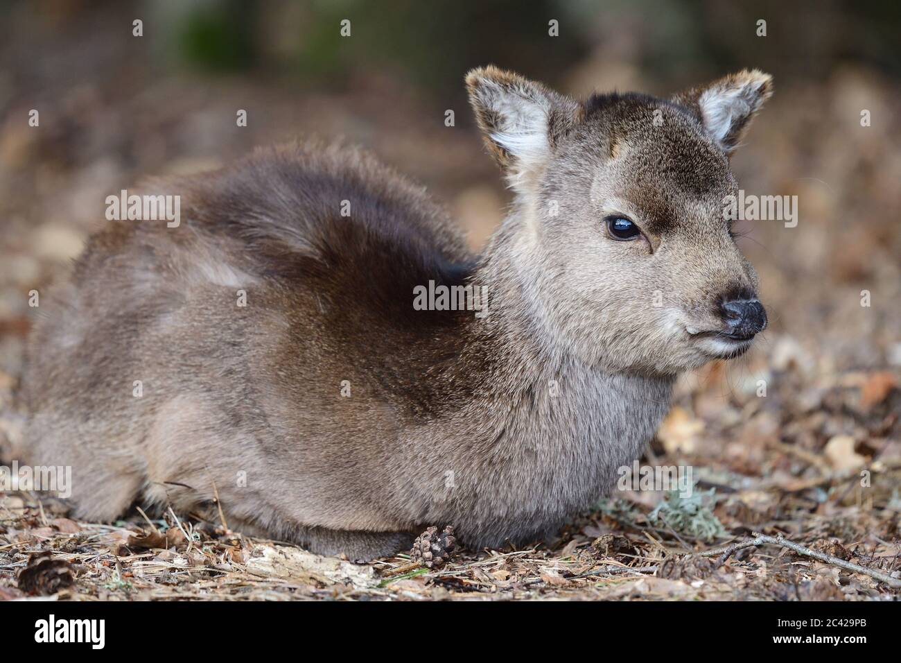 Baby Deer Sitting On Ground High Resolution Stock Photography and ...