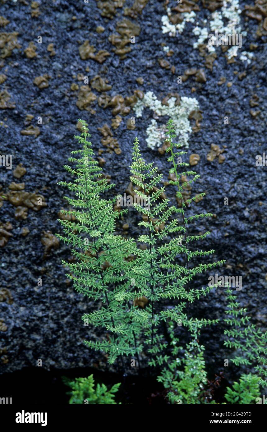 Sequoia marble fork trail hi-res stock photography and images - Alamy