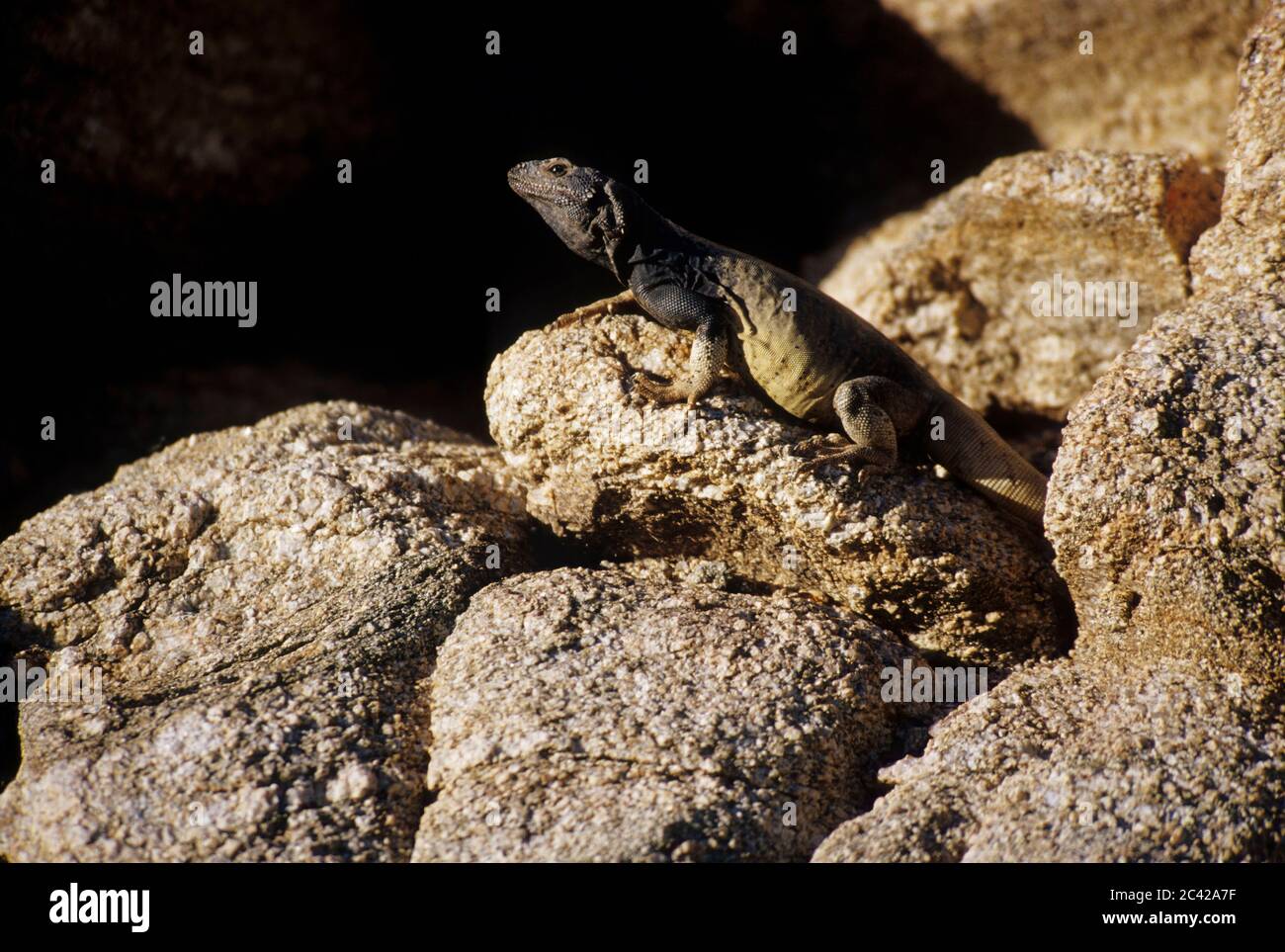 Chuckwalla, Santa Rosa and San Jacinto Mountains National Monument ...
