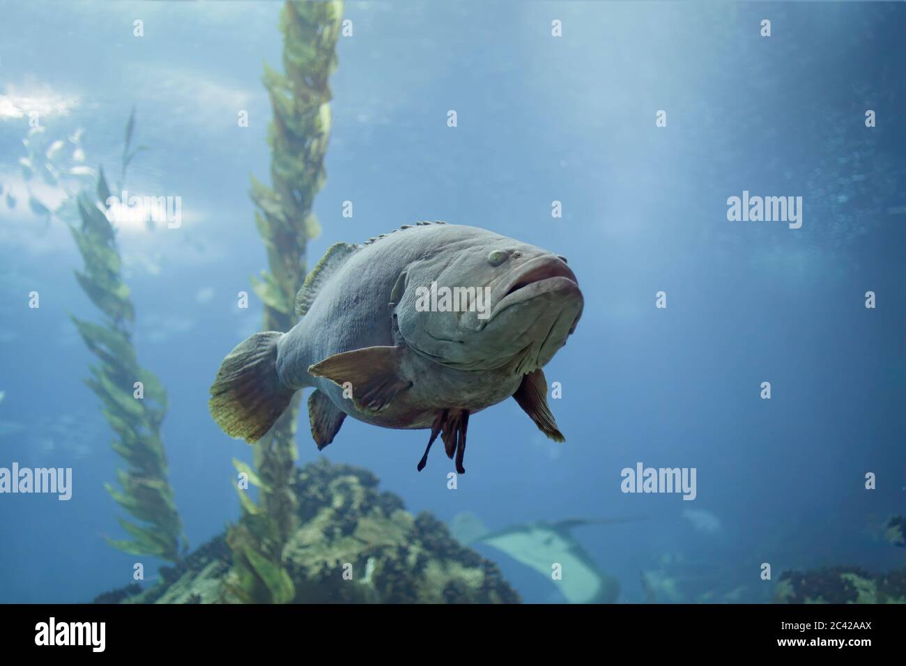 Huge scary wild white grouper Stock Photo - Alamy