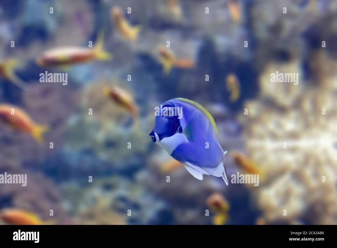 Blue cartoon fish hi-res stock photography and images - Alamy