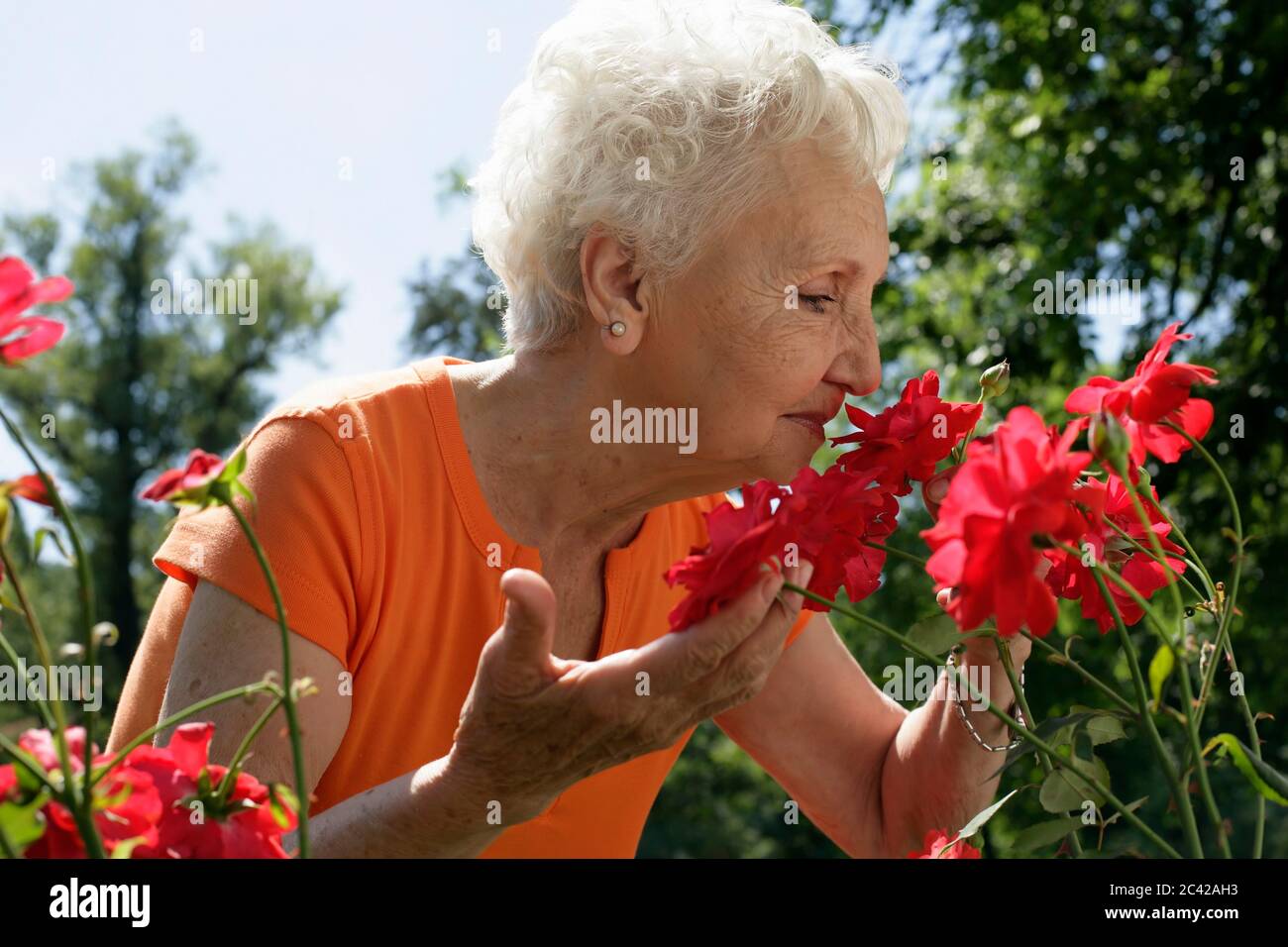 Old woman smells of red rose petals Stock Photo - Alamy
