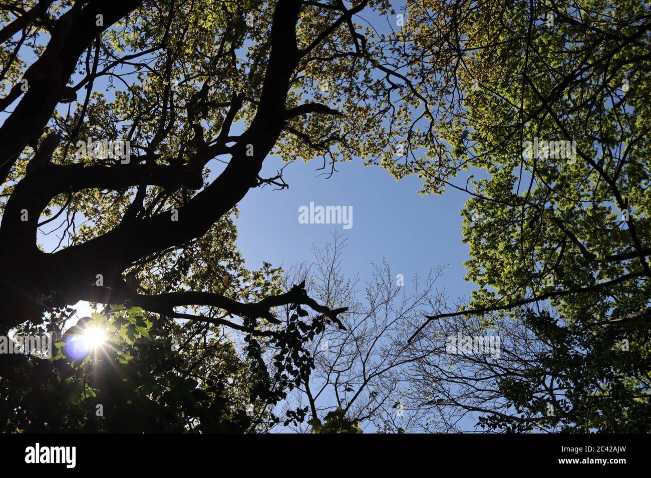 Sun burst through trees hi-res stock photography and images - Alamy