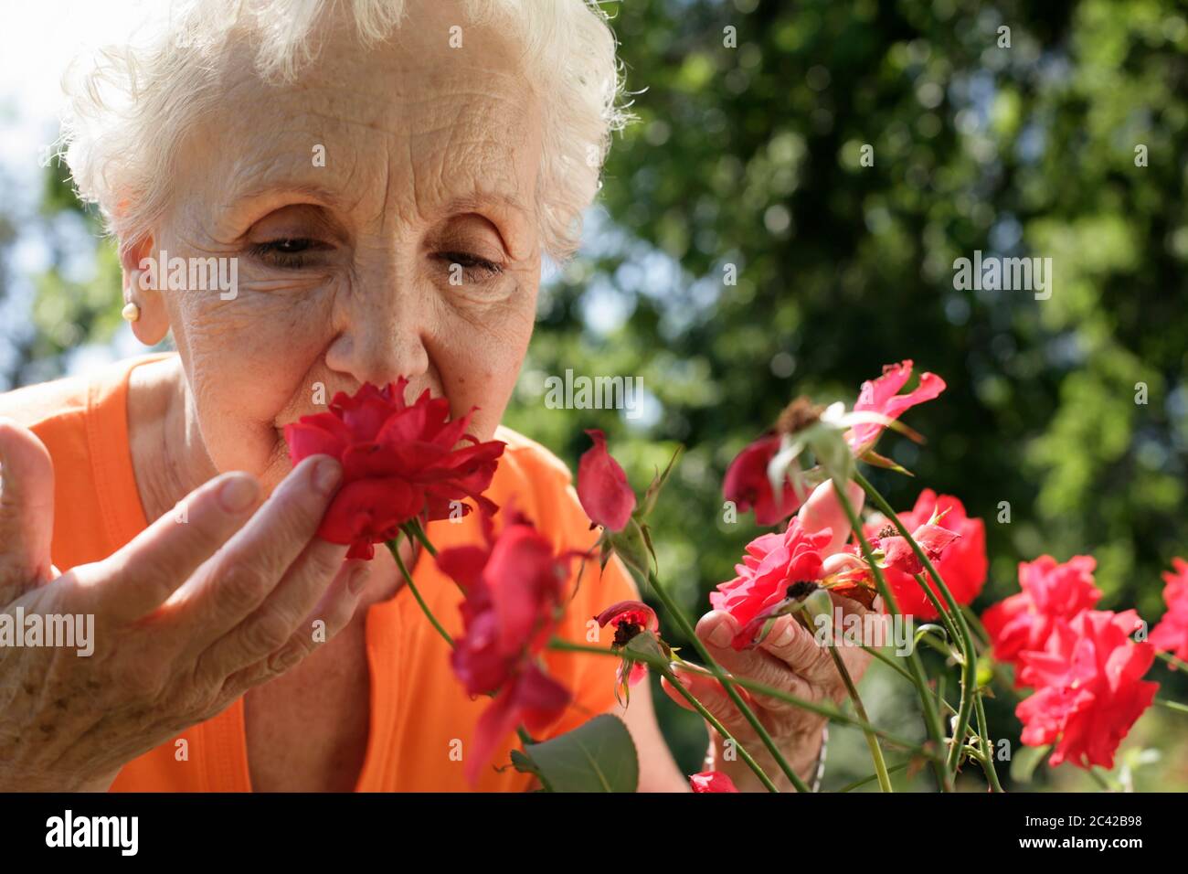 Old woman smells of red rose petals Stock Photo - Alamy
