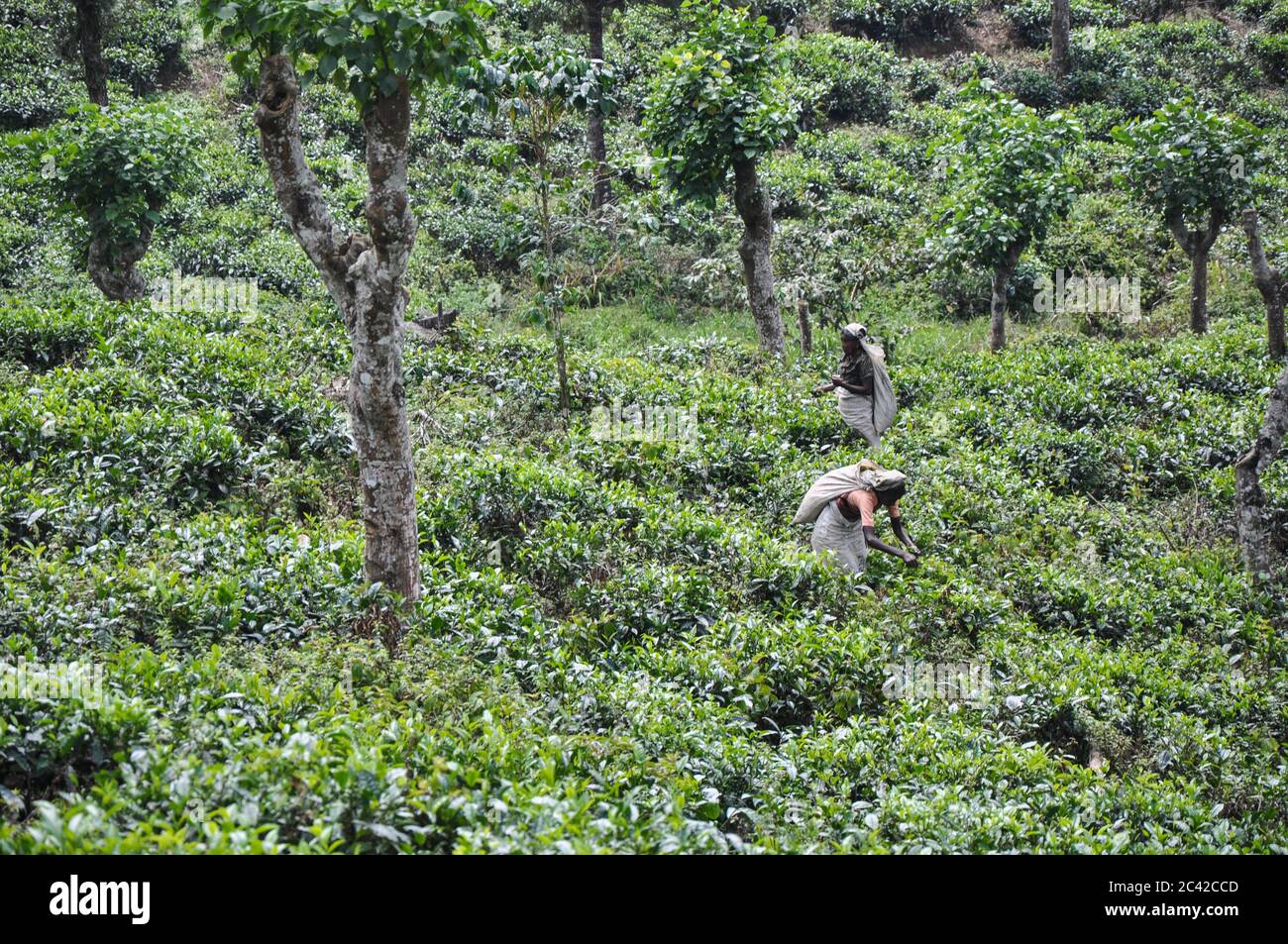 The Knuckles Mountain Range, Sri Lanka Stock Photo - Alamy
