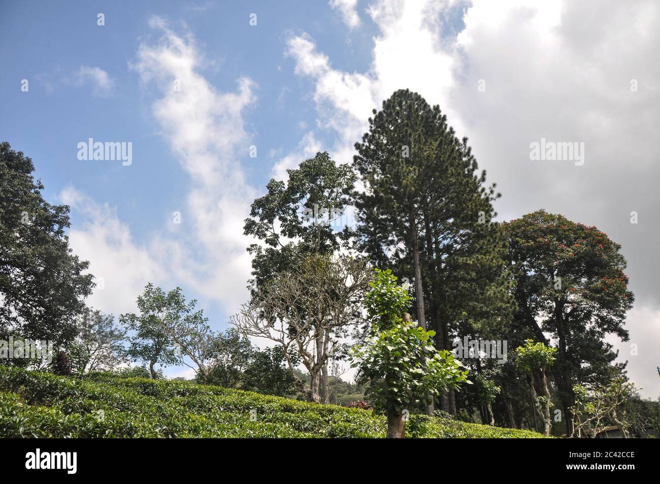 The Knuckles Mountain Range, Sri Lanka Stock Photo - Alamy